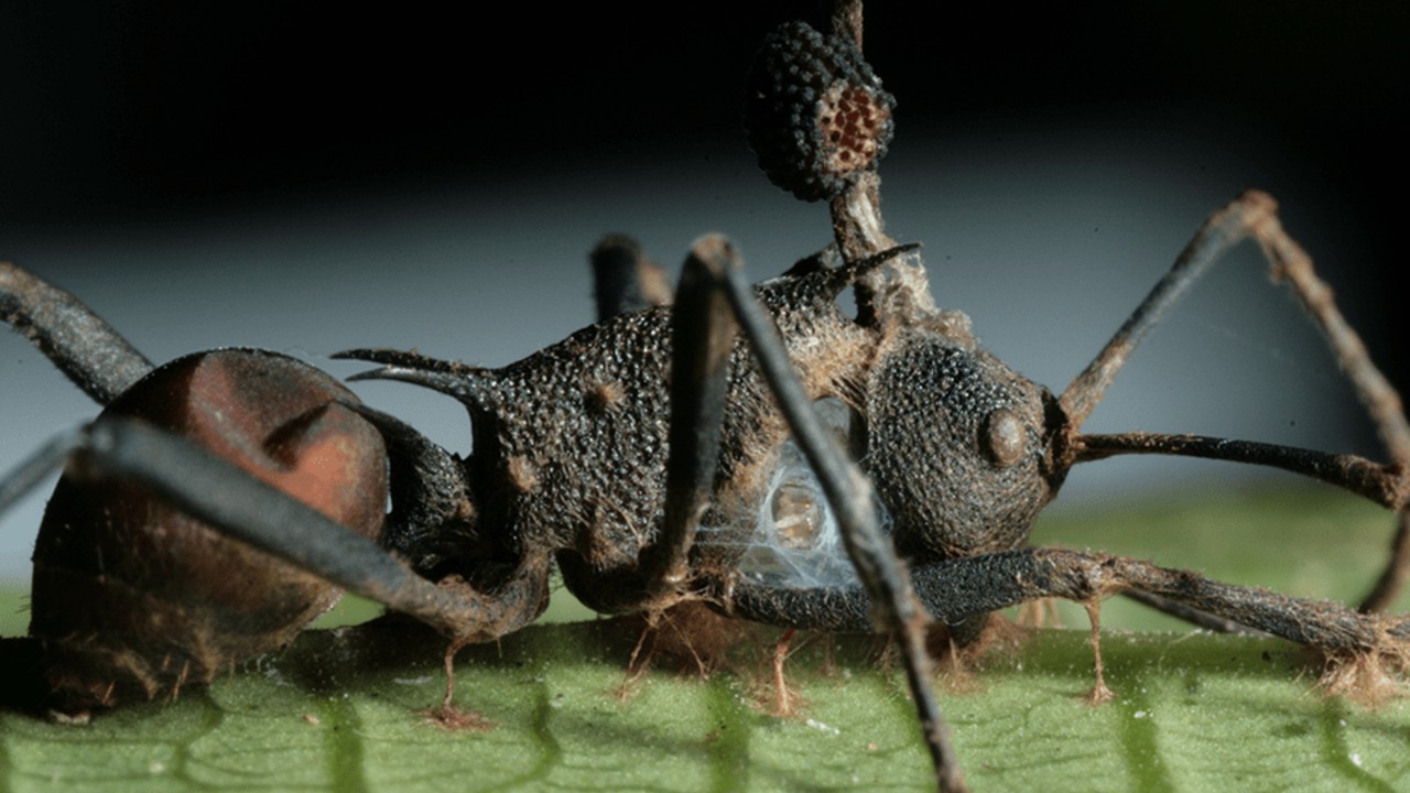 ¿Qué es el hongo 'zombie' y cómo se esparce? - Zombisnes