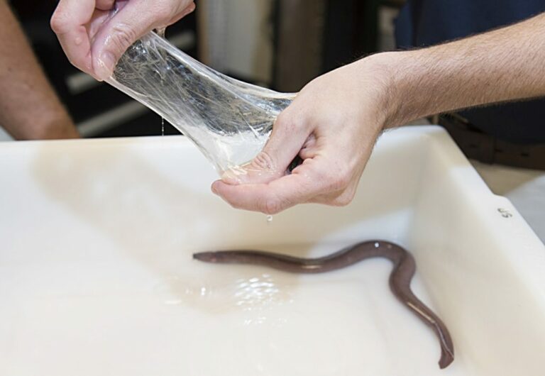 Conoce al baboso y escurridizo pez bruja - Zombisnes