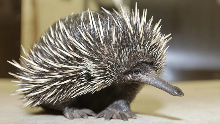 Descubre al raro e híbrido equidna - Zombisnes