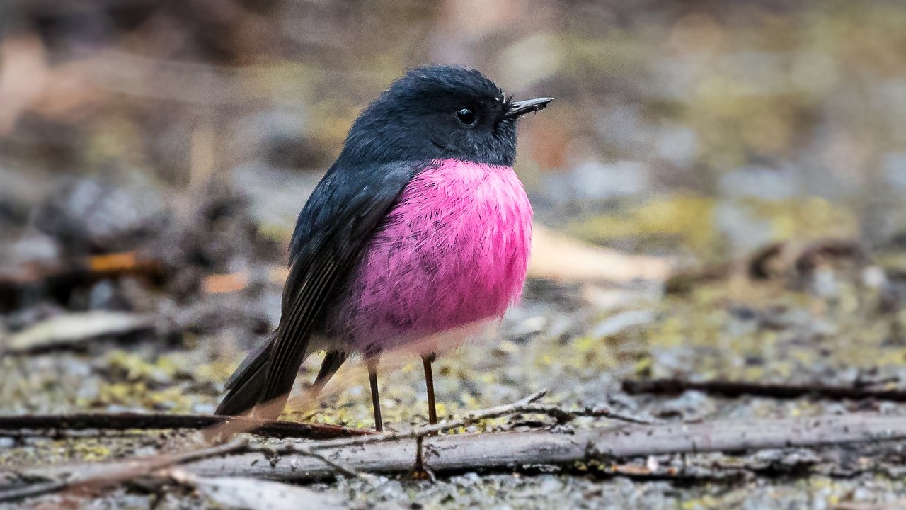 Fascínate con el brilante color rosa de la petroica encarnada - Zombisnes