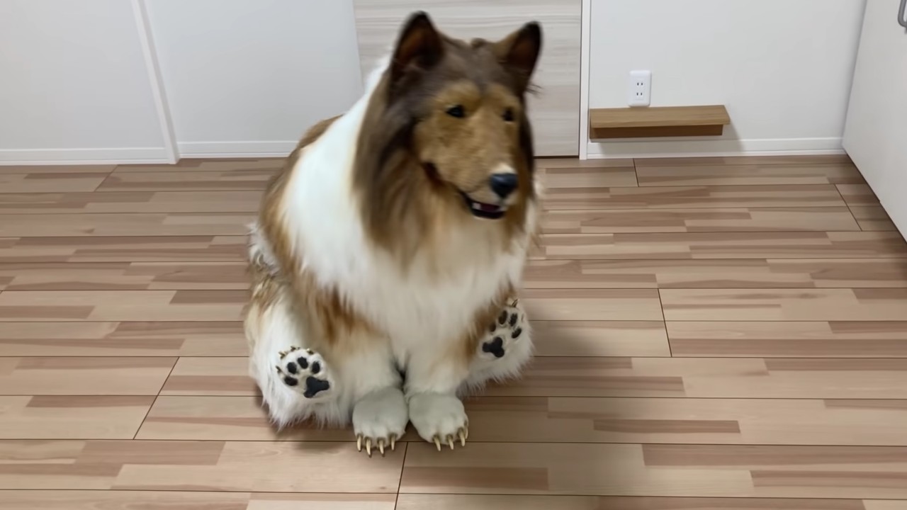 Conoce a Toko, el hombre convertido en un perro youtuber - Zombisnes