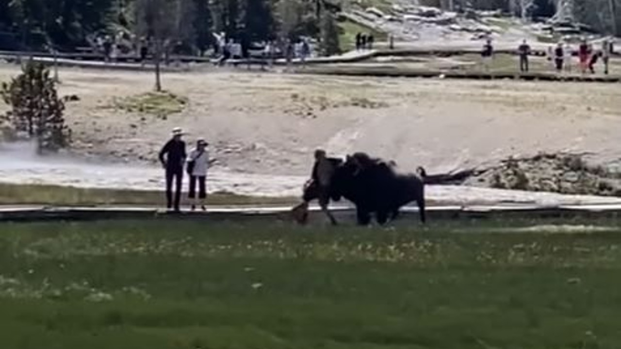 Video: Furioso bisonte cornea a padre de familia - Zombisnes