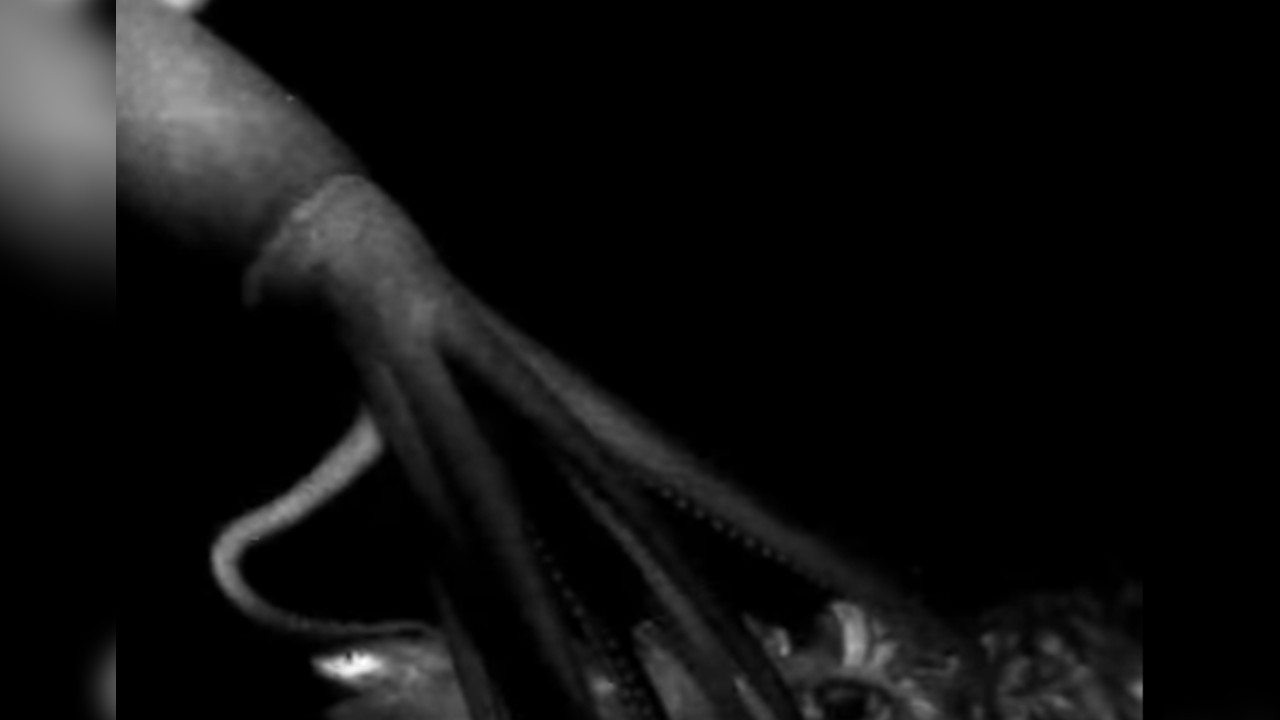 Liberan raro video de calamar gigante cazando - Zombisnes