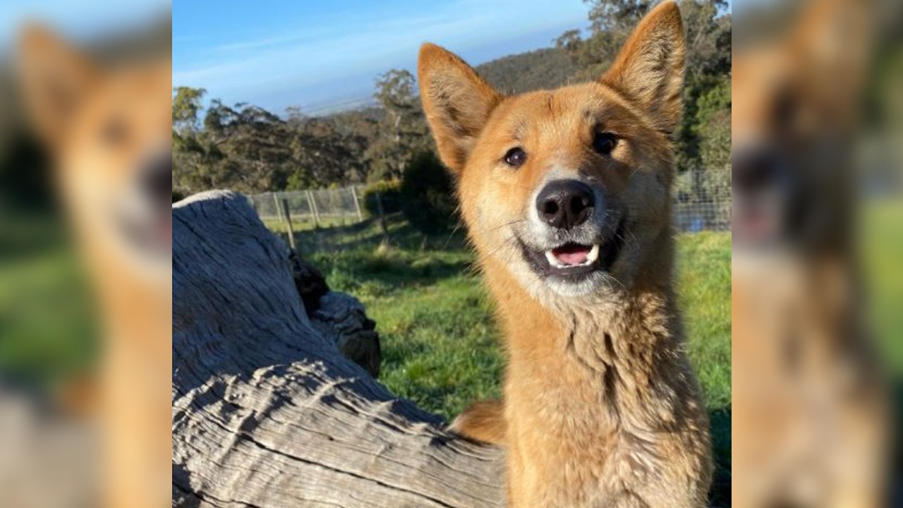 Wandi, el dingo en extinción que cayó del cielo - Zombisnes
