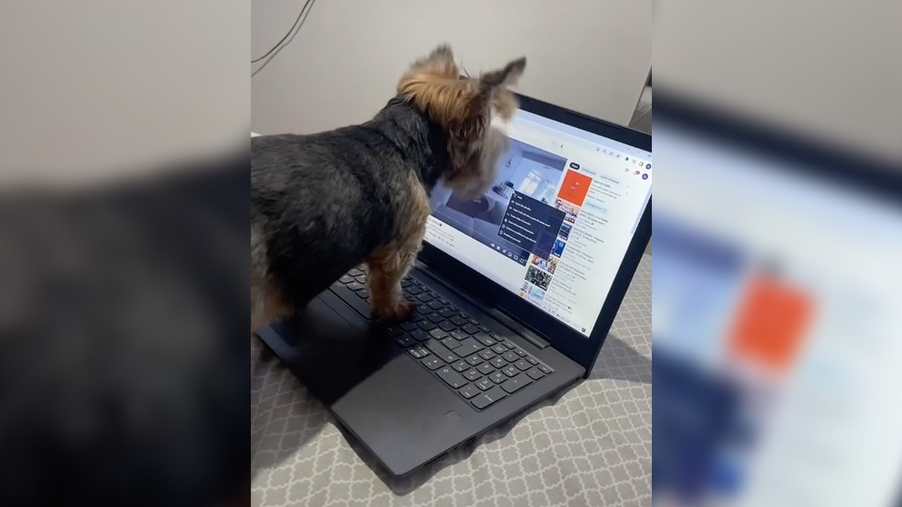 Computadora Para Perros